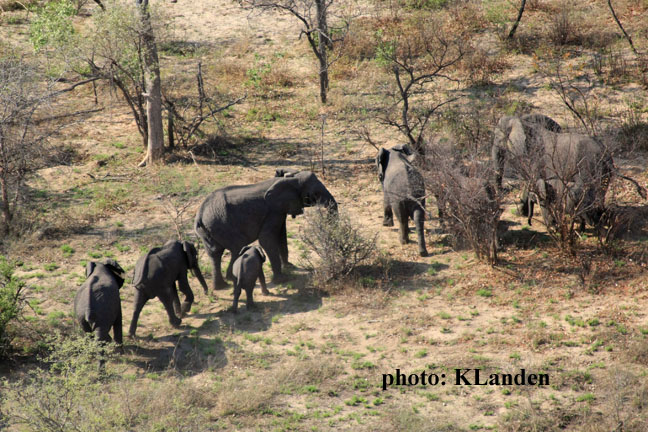 Elephants Without Borders » Blog Archive » Goodbye wishes to Elephant ...