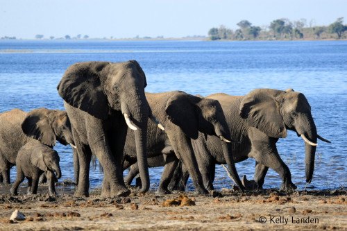 Elephants Without Borders » Blog Archive » New Satellite Collared ...