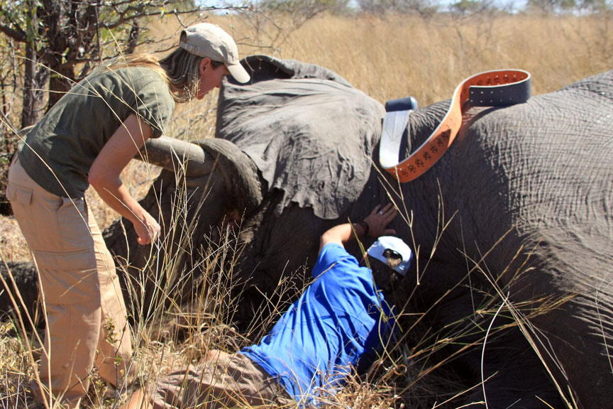 Elephants Without Borders » Blog Archive » Elephant Range Expansion ...