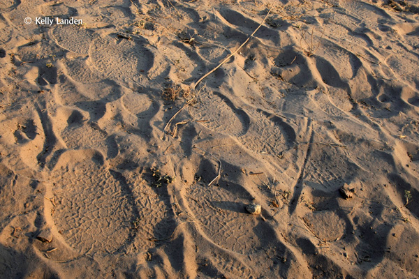 Elephants Without Borders » Blog Archive » Evening in an Elephant Corridor