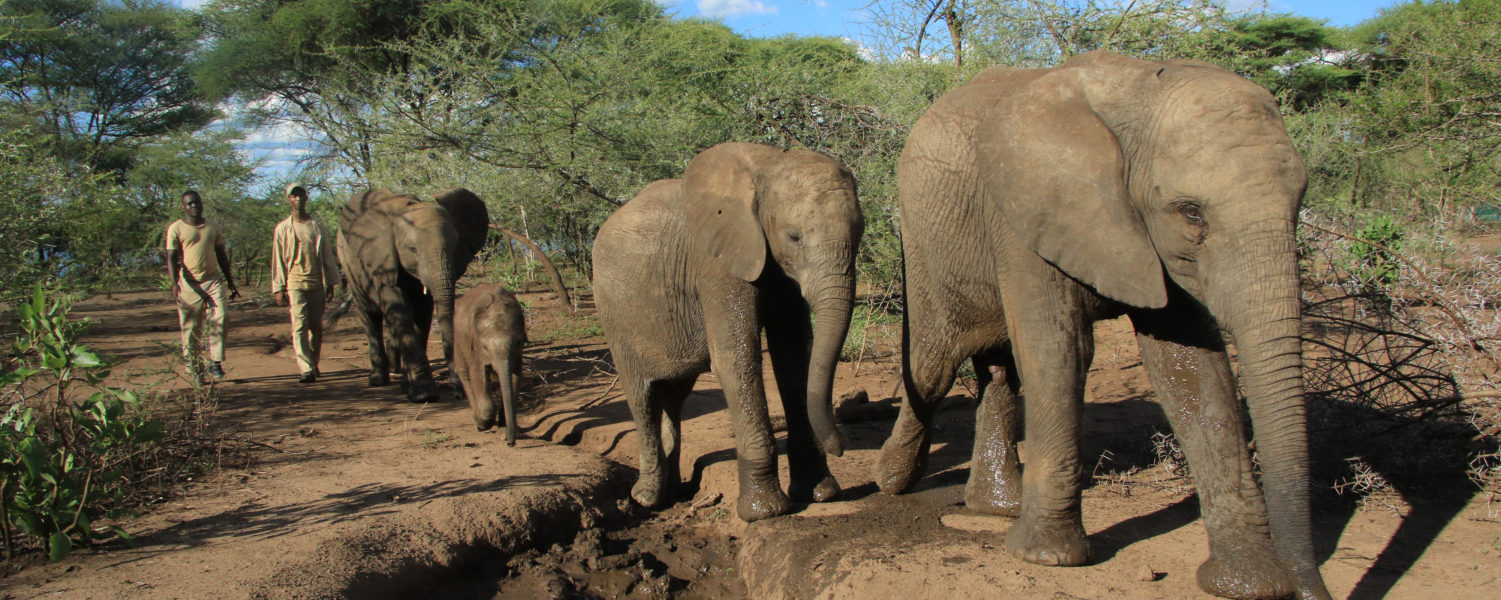 Meet the Calves - Elephants Without Borders