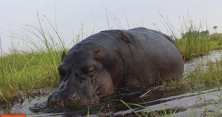 Hippo Research Update - Elephants Without Borders